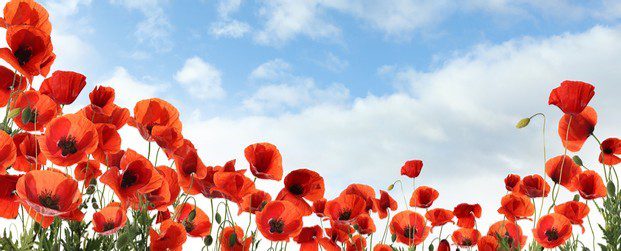 Poppy Appeal 2023 | SuperKind